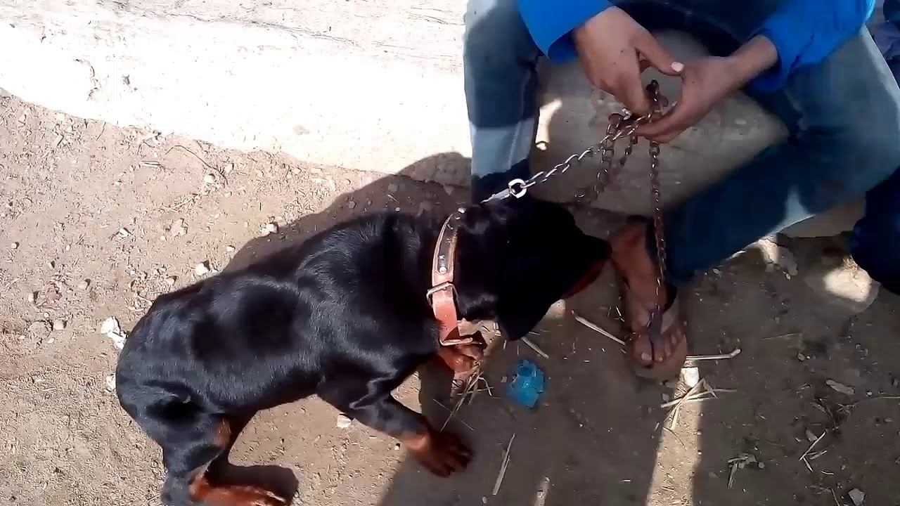 كلب جميل مع واحد مش عارف قيمتة Youtube