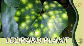 LEOPARD PLANT Information and Growing Tips! (Ligularia spp.)