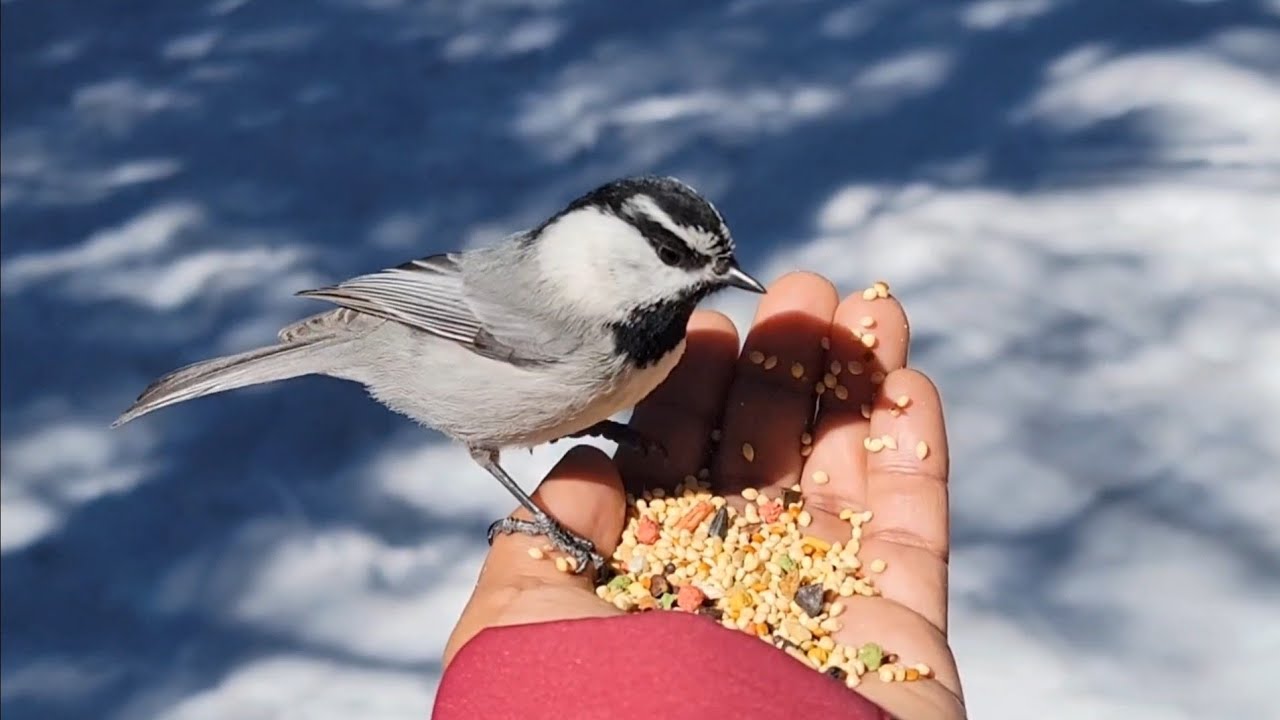Chickadee Ridge, Carson City Hot Springs, and Pyramid Lake - YouTube