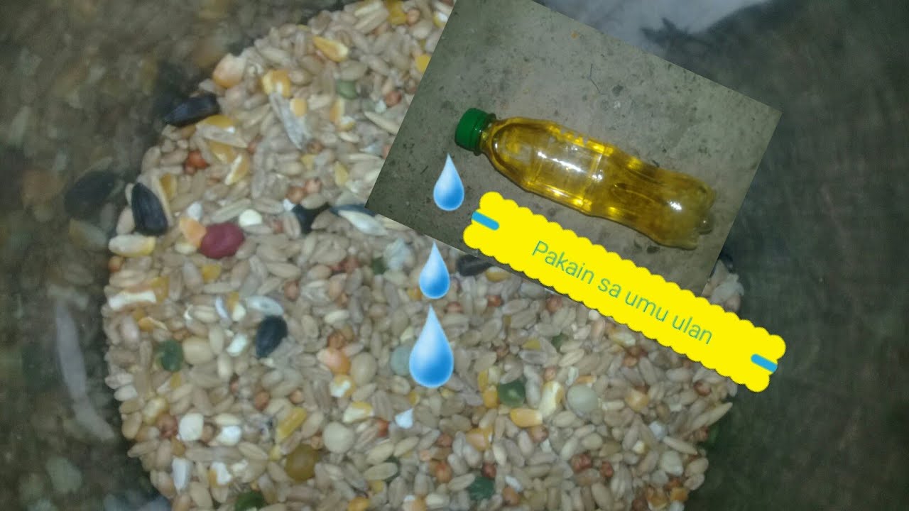 Pakain sa tag ulan💦💦💦💦💦💦 - YouTube