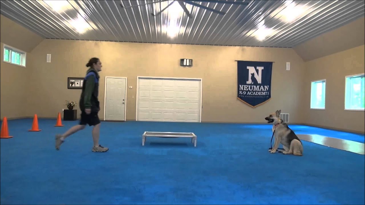 Skylar (German Shepherd Dog) Boot Camp Training Video - YouTube