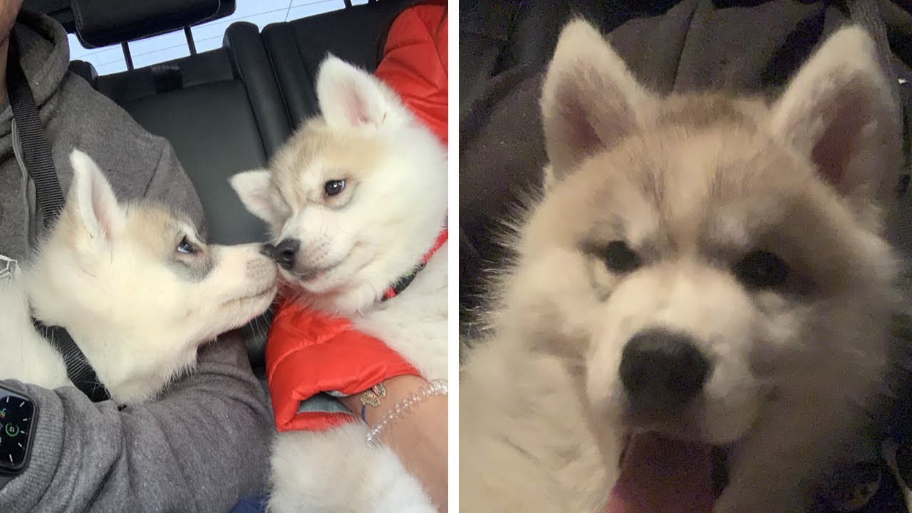 L'ÉVOLUTION DE NOS CHIOTS HUSKY - YouTube