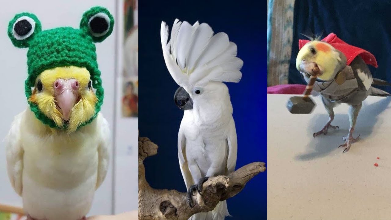 FUNNY PARROTS TALKING 🐦 - | Funny Pets - YouTube