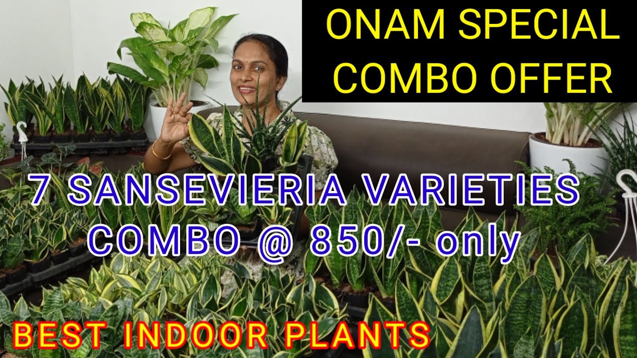 ONAM SPECIAL COMBO OFFER/SANSEVIERIA VARIETIES/ HANGING PLANTS ...