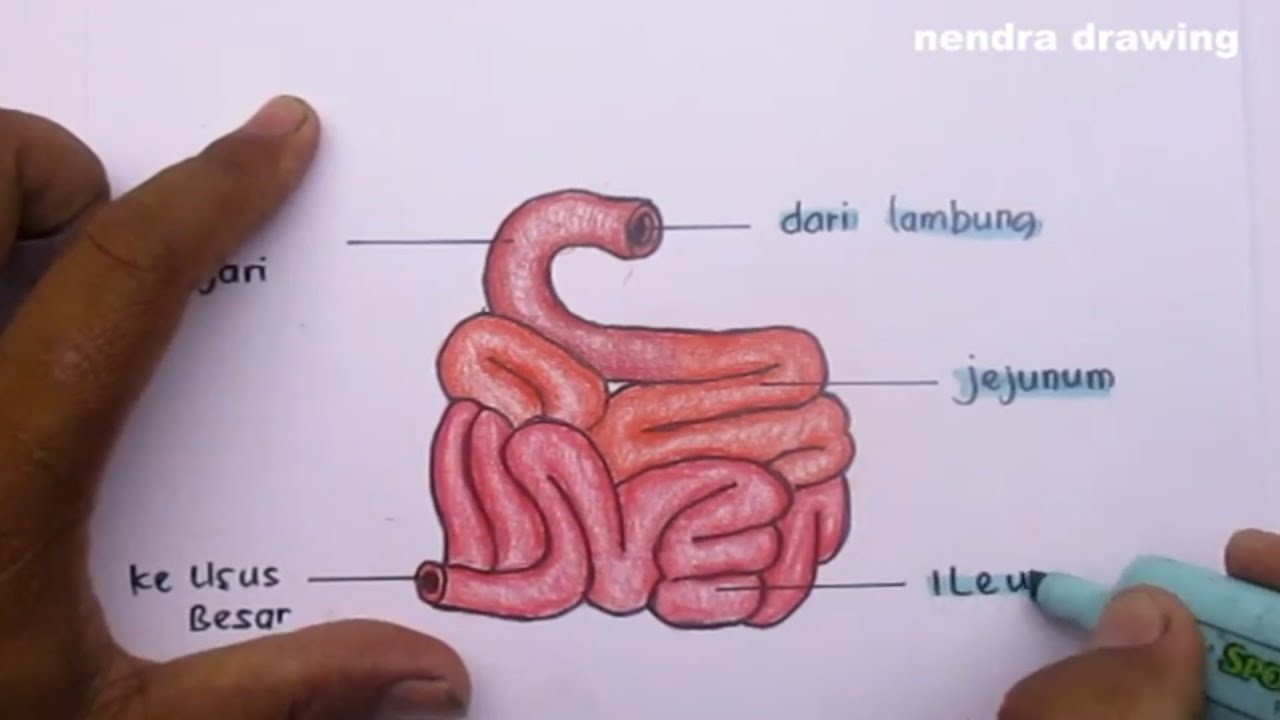 cara menggambar bagian usus halus - YouTube