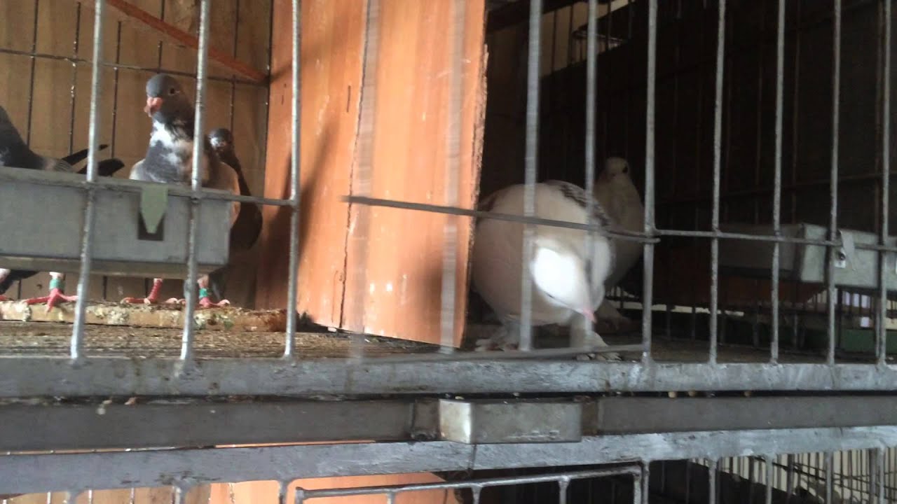 Intelligent pigeon from Bangladesh..... satinette - YouTube