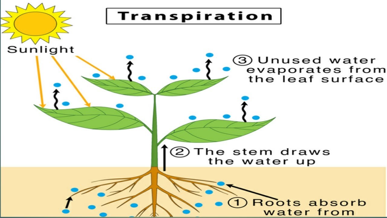 TRANSPIRATION || TYPES OF TRANSPIRATION || FACTORS AFFECTING ...