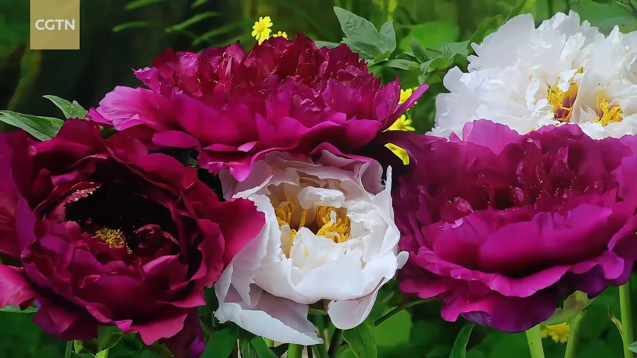 Diplomats in China for the 'Heze Peony Trip' - YouTube