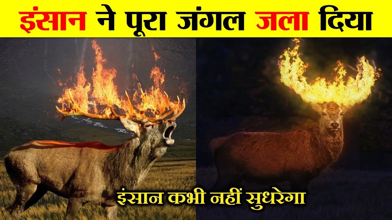 दुनिया का सबसे बड़ा जंगल ख़त्म हो रहा है ? The Amazon: Largest ...