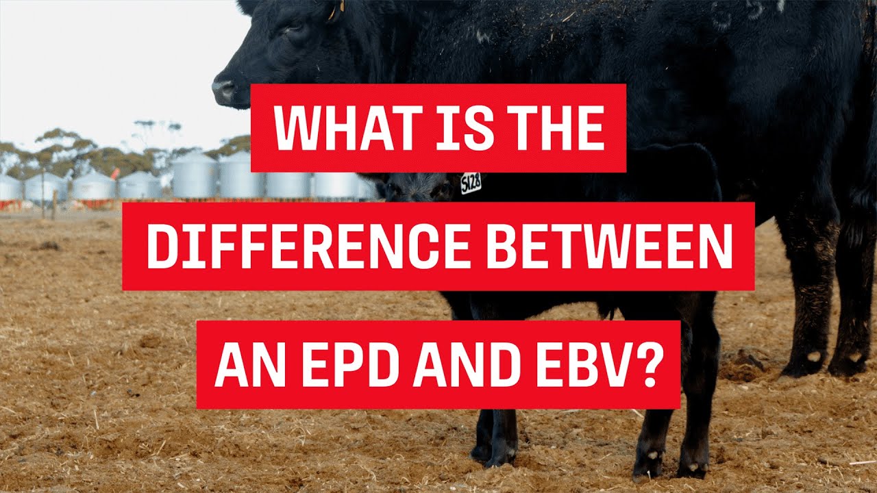 WHAT IS THE DIFFERENCE BETWEEN AN EPD AND EBV? - YouTube