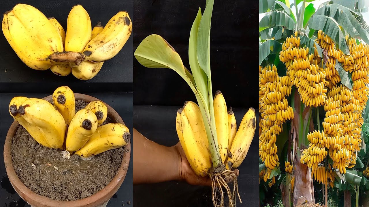 New Techniques for Grafting Banana Tree Using Banana Fruit Get amazing ...