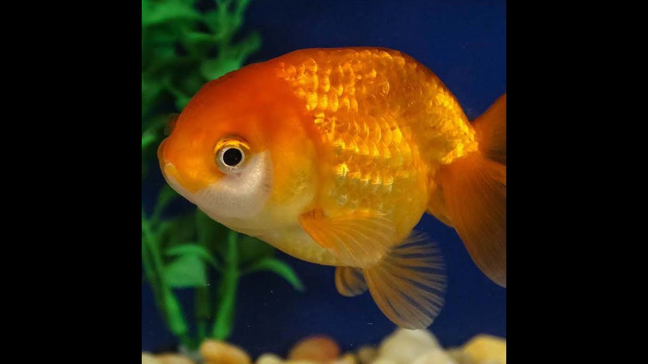 !! Chubby Yellow Goldfish - YouTube