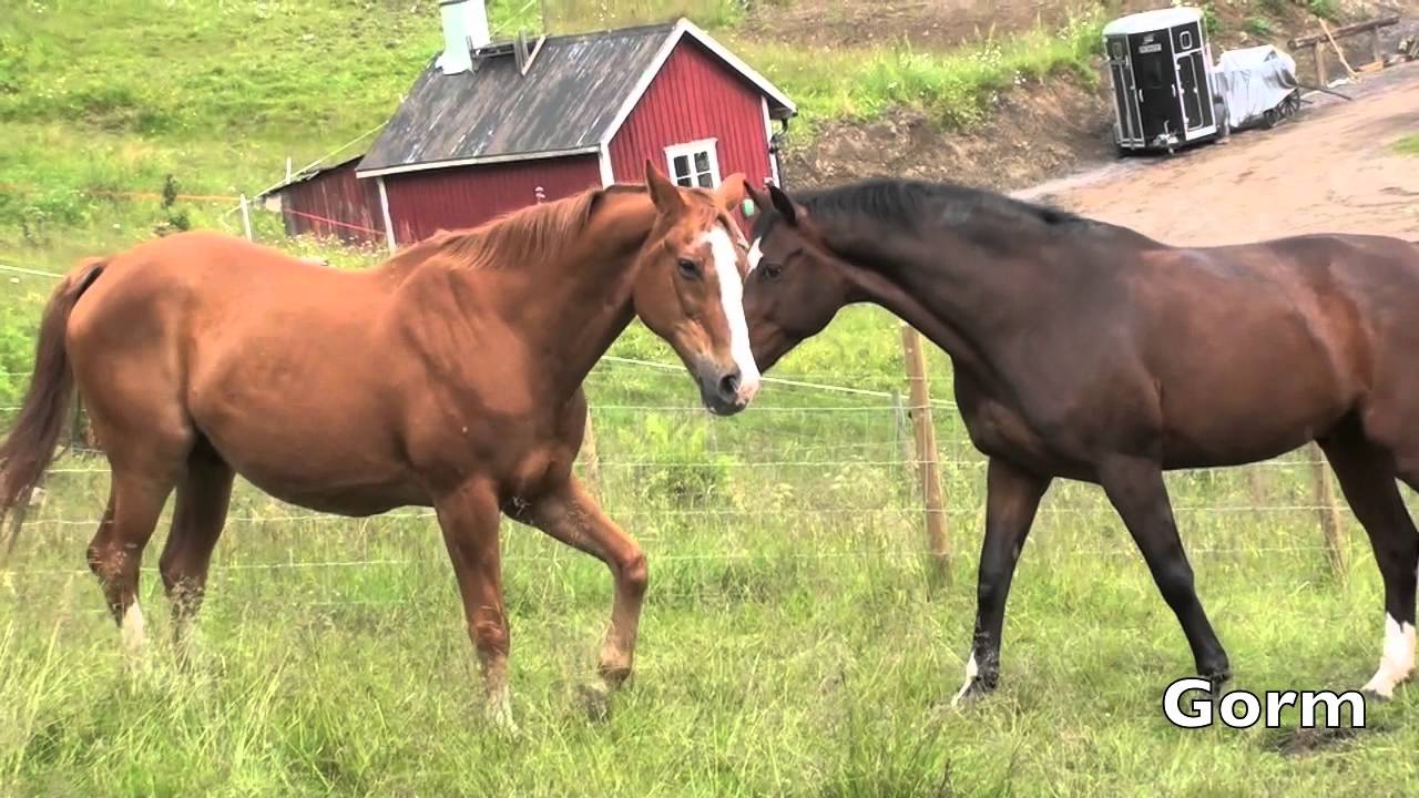 Hester på Beite 2011 - YouTube