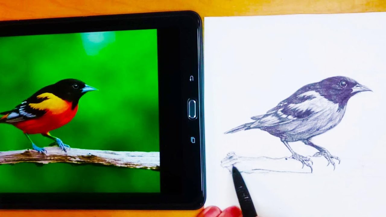 How to Improve Pen Drawing Tutorial Demo 💥 Draw a Bird with Ballpoint ...