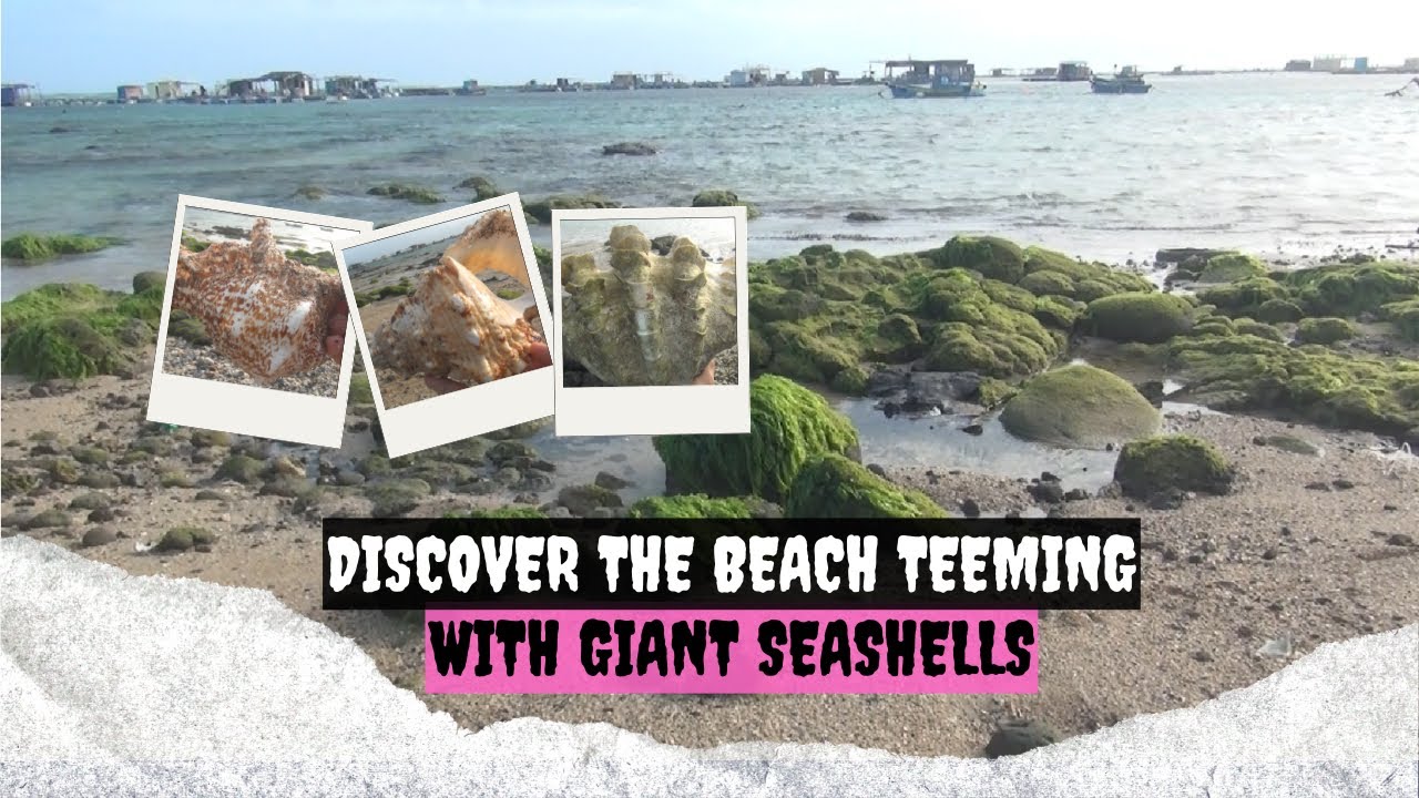 Discover the beach teeming with giant seashells - YouTube