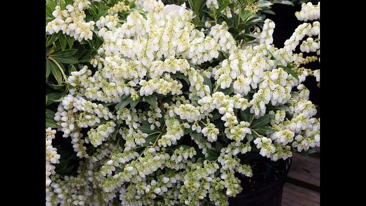 Amazing and Most Beautiful Pieris Japonica Flowers - YouTube