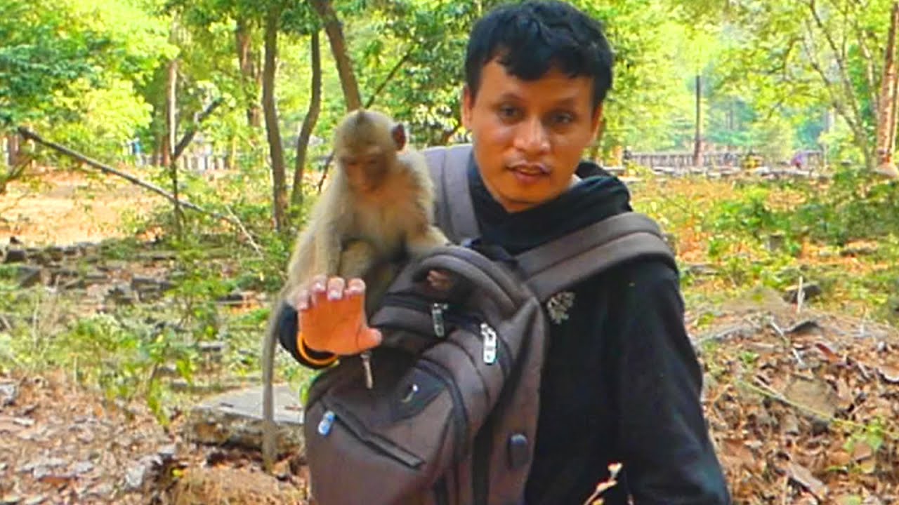 Sharing peanuts to monkeys and They seem full cuz there are many people ...