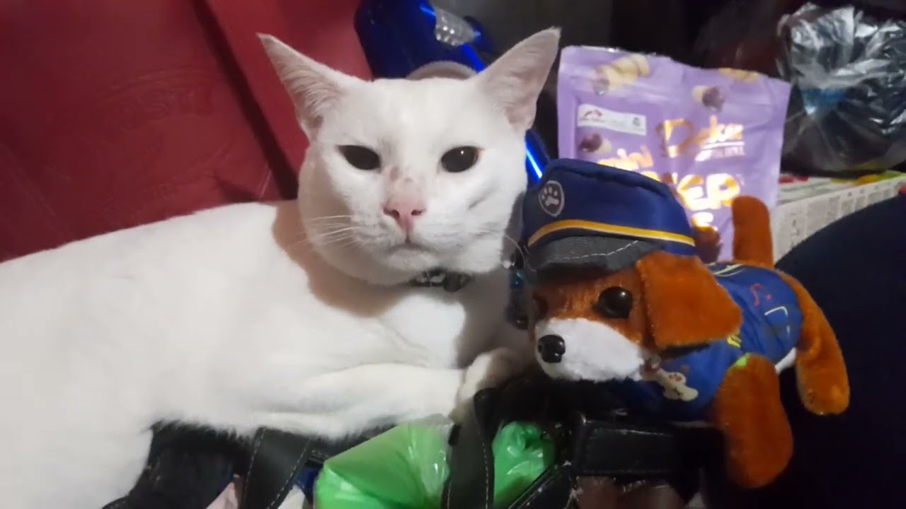 Amazing bday boy cat si Balong 1st time vlog w/ my bird 12 - YouTube