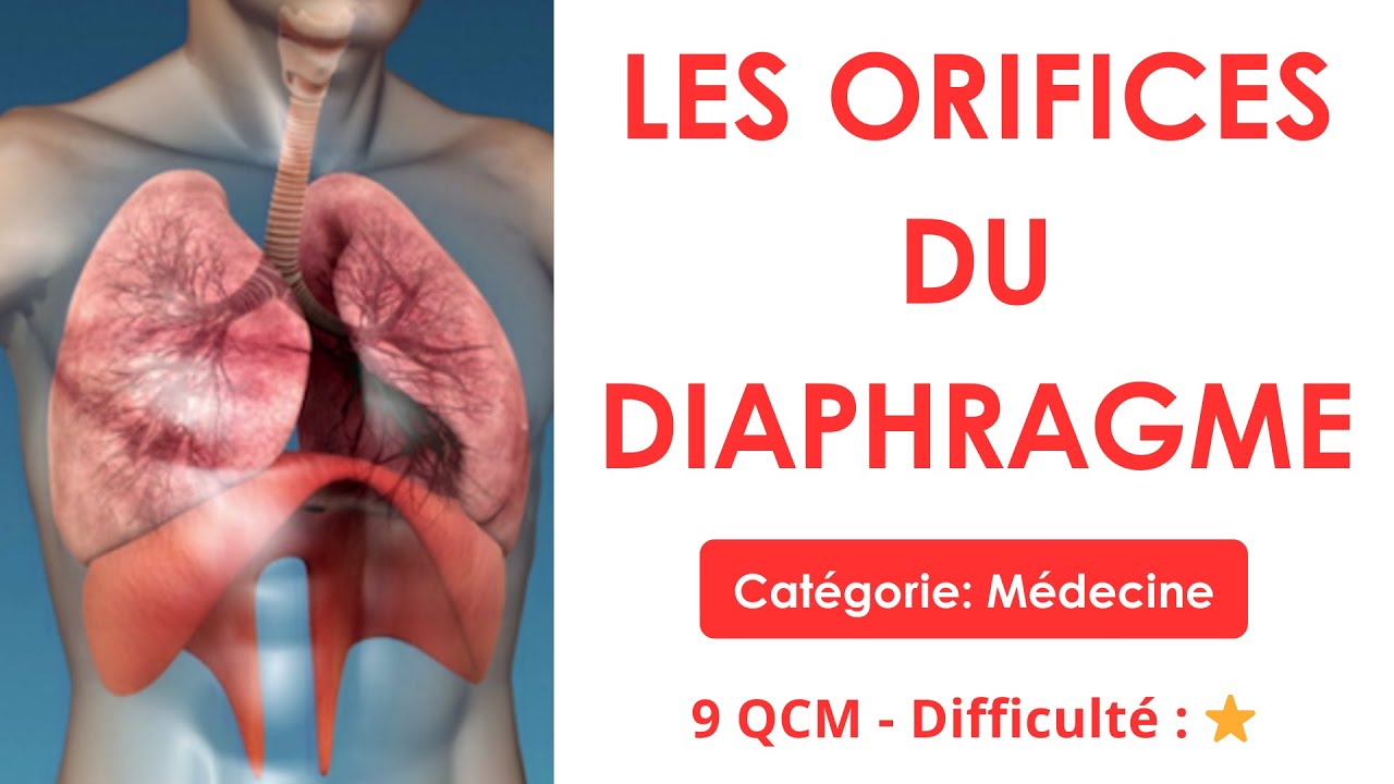 LES ORIFICES DU DIAPHRAGME - Catégorie: Médecine / Anatomie - YouTube