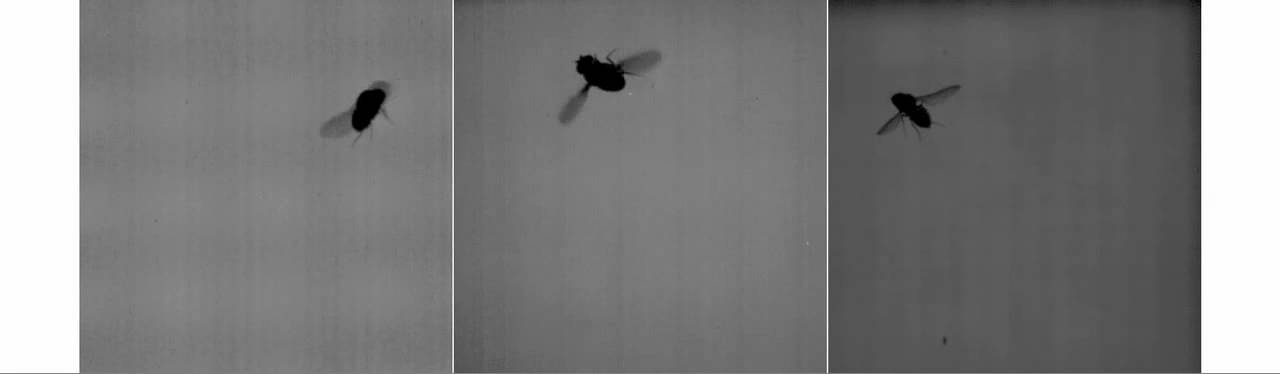 Fruit fly in slow motion (recorded at 6000 fps) - YouTube