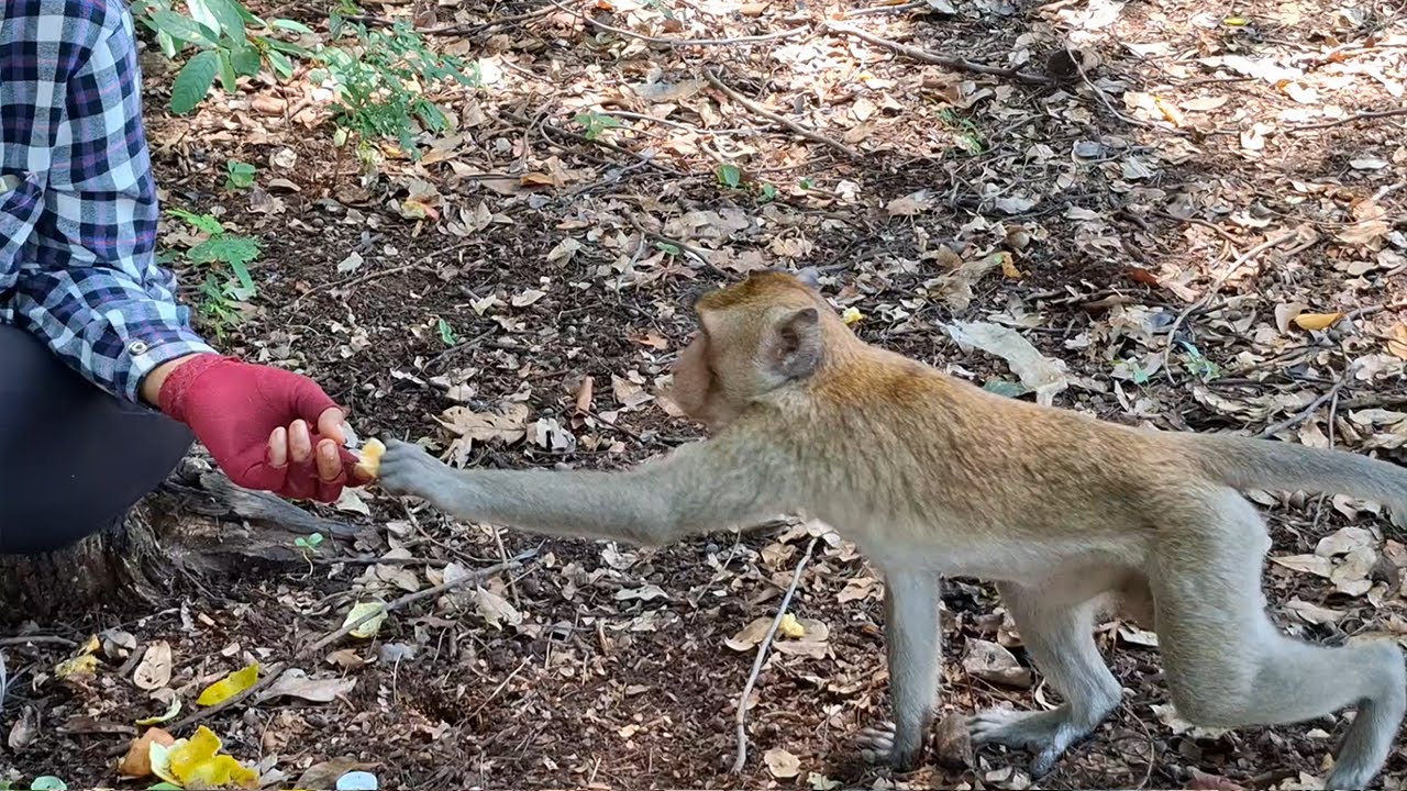 Cute and polite Tesla-monkey - YouTube