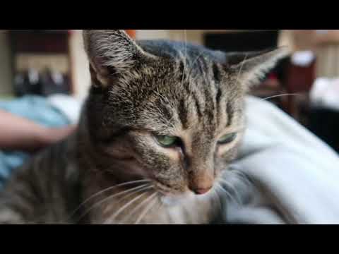 Meet Chunk Munk Episode 2: All About the Scritches and Purrs - YouTube
