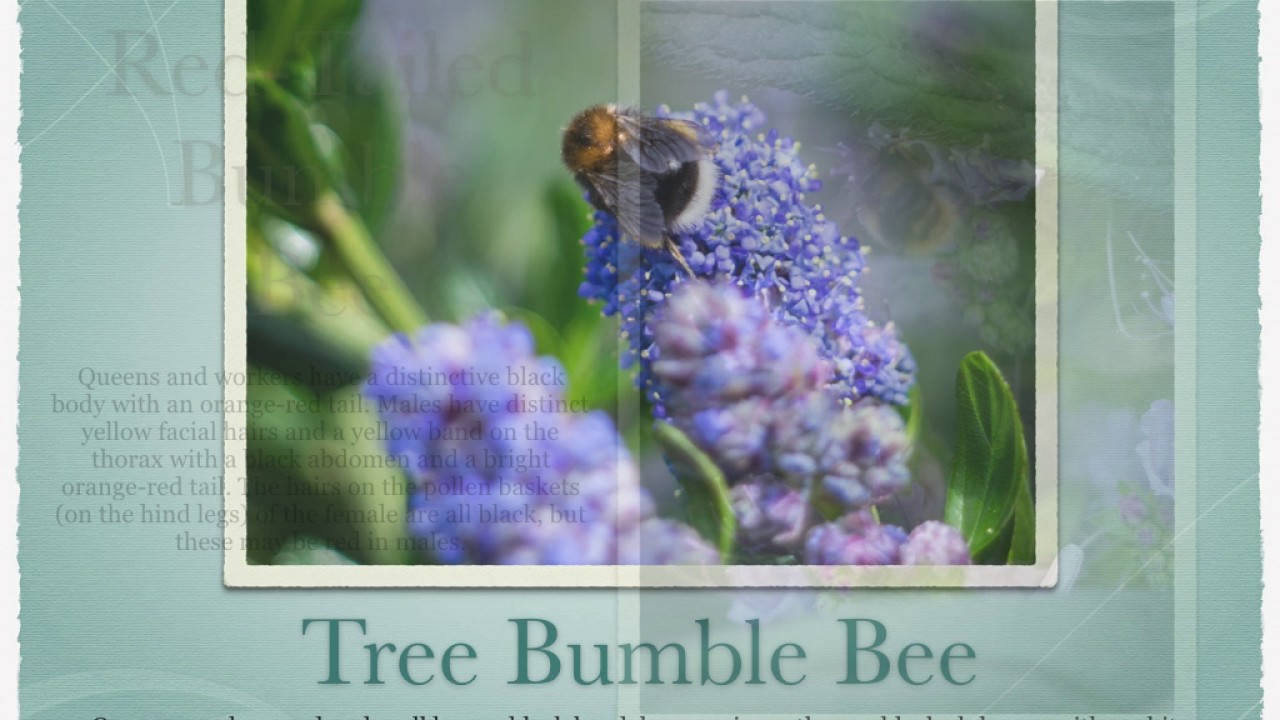 Arthur's Bees - YouTube