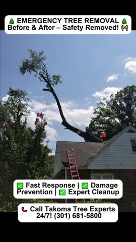 🚨 Watch This Dangerous Tree Disappear! Emergency Tree Removal in Action ...