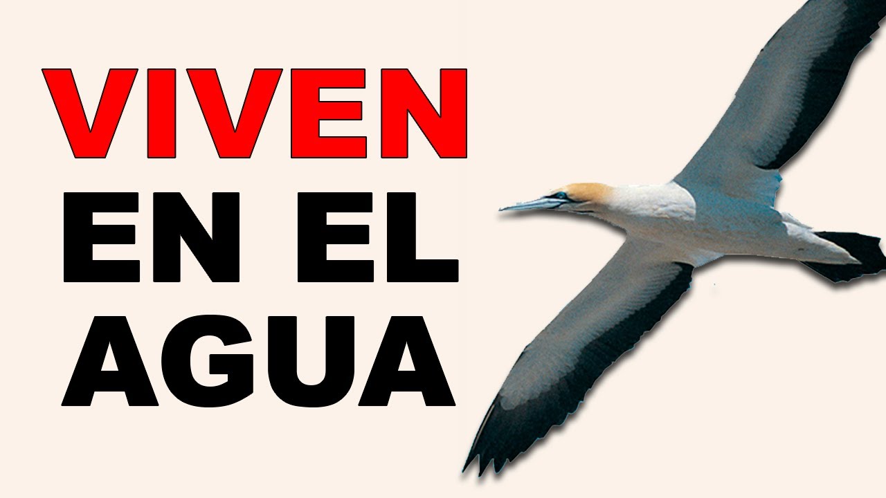 Alcatraz Común, La GRAN AVE del ATLÁNTICO 🌊 - Animales Salvajes - YouTube