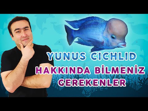 BUNLARI BİLİYORMUYDUNUZ (Yunus Balıkları) #birbalıkmasalı #akvaryum #yunusbalıkları