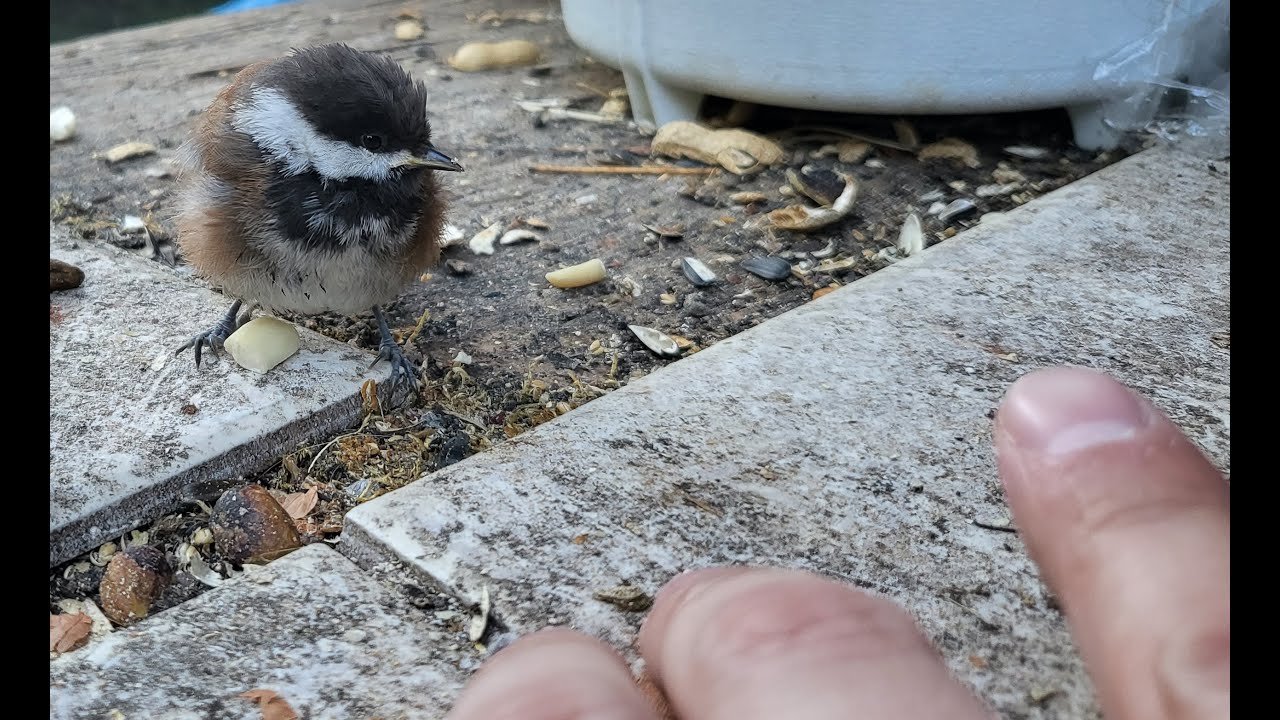 Chill birb is chill - YouTube