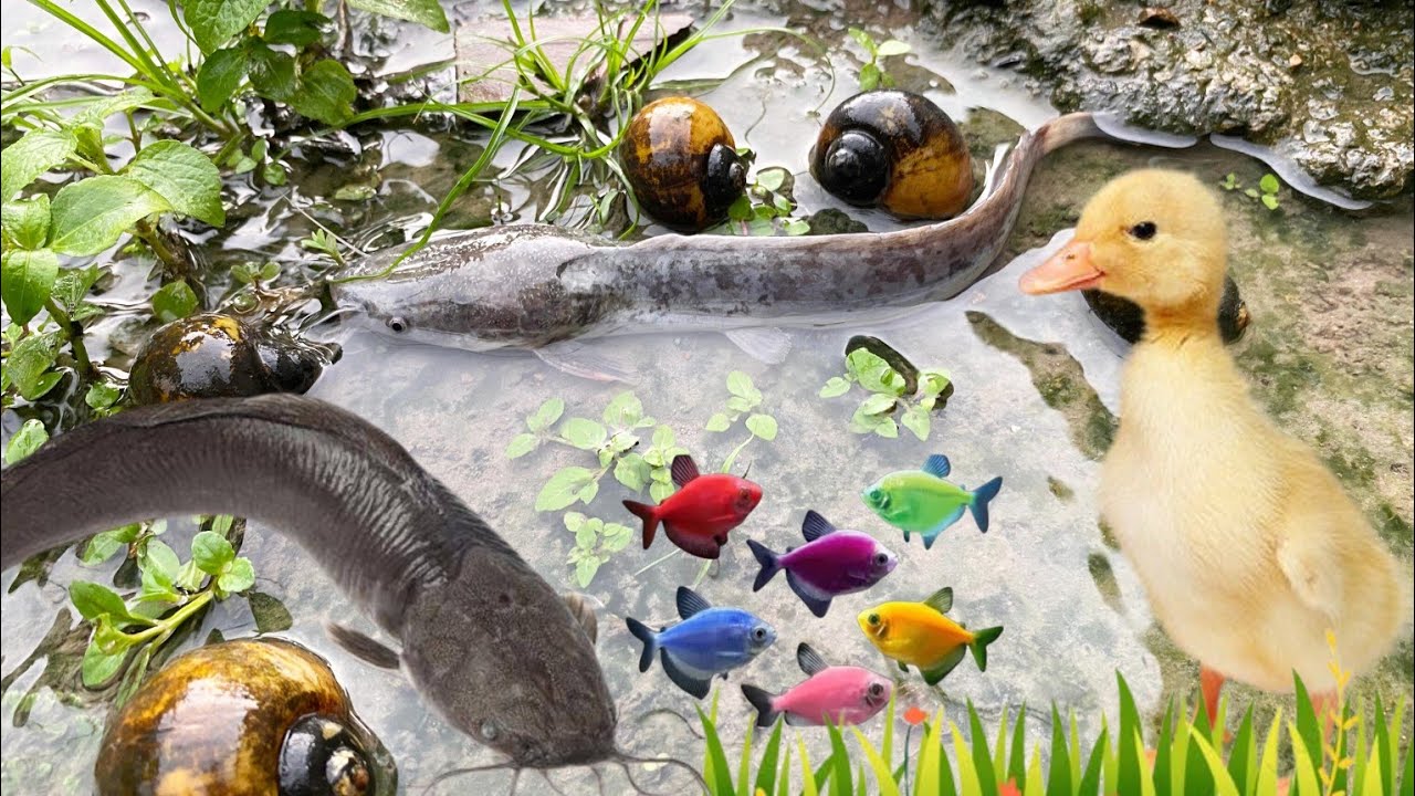 Menangkap ikan, Cute animals, koi fish catching, ikan hias, ikan Koi ...