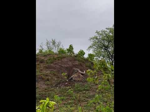 Surprise Leopard Brawl with a Warthog Caught on Camera - YouTube
