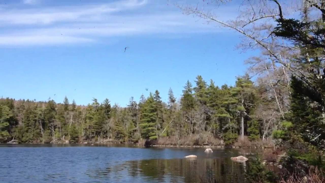 Mayfly Hatch - YouTube
