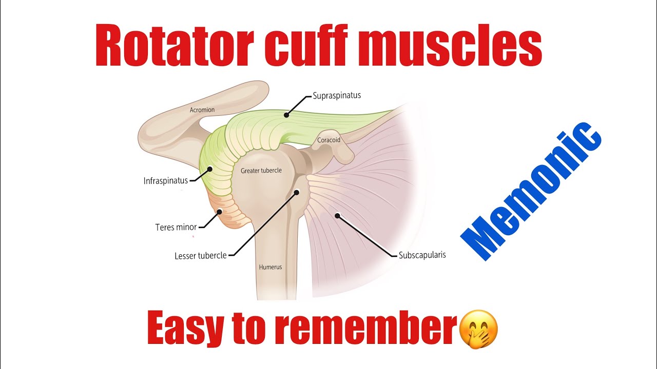 Rotator Cuff muscles memonic / easy to remember - YouTube