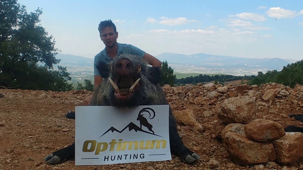 Hungarian Hunters hunting wild boar in Turkey with Optimum Hunting ...