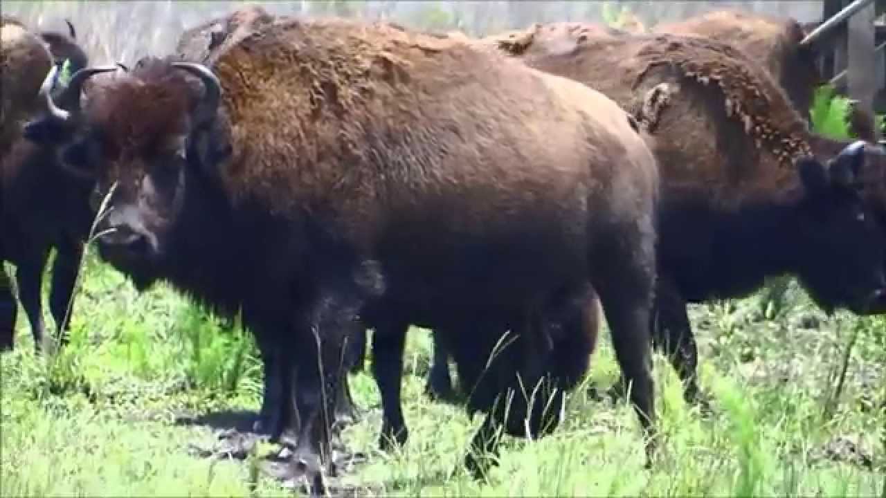 Bison on Paynes Prairie - YouTube