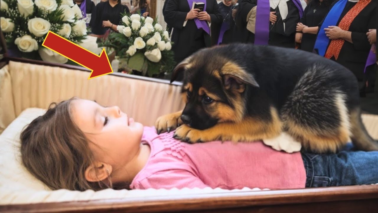 At The Funeral, The Dog Sat On The Grave Of The Girl A True Miracle ...