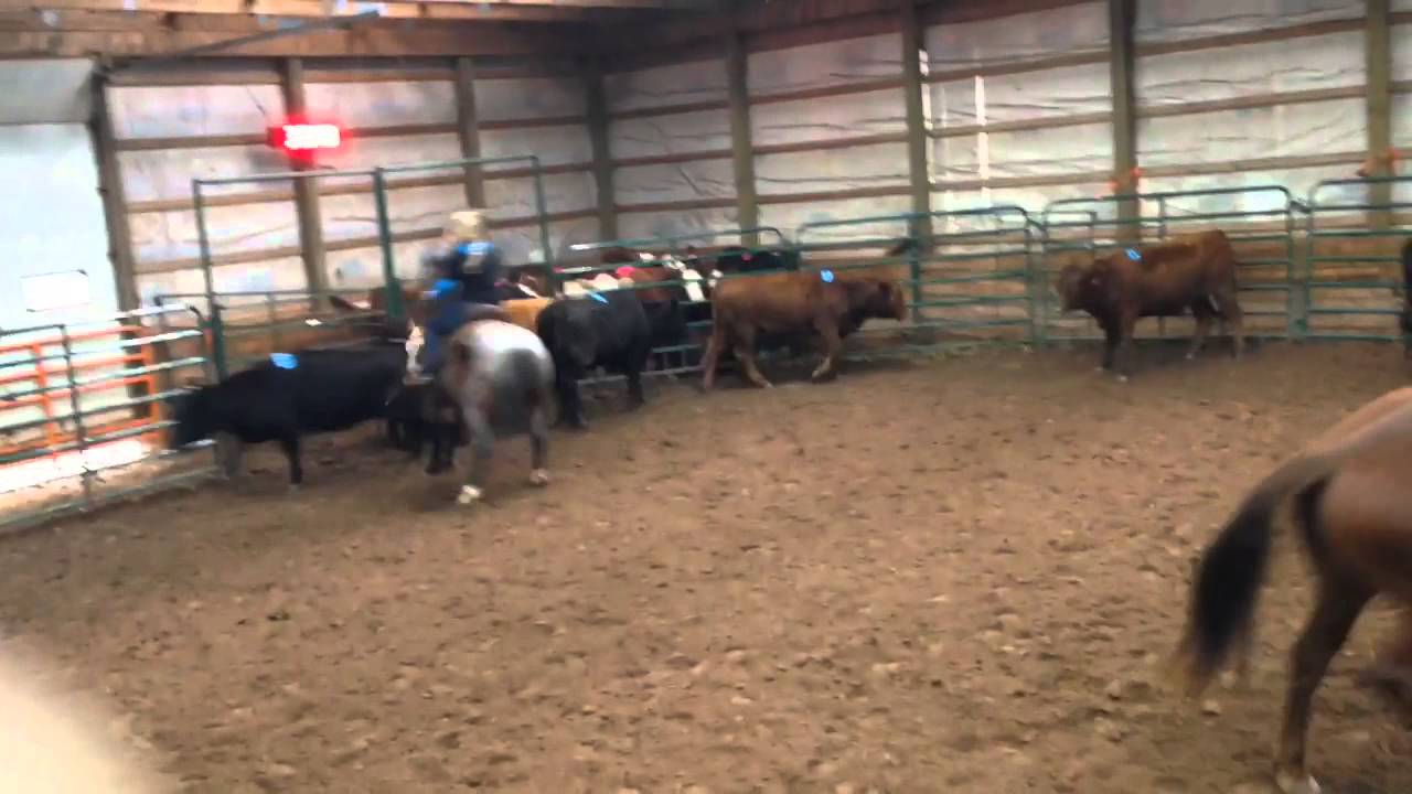 M&N sorting 10 cows 57 seconds - YouTube