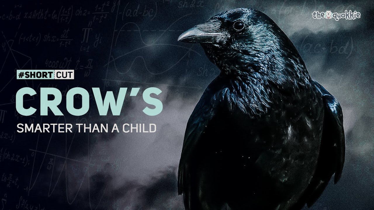 Crow’s Smarter Than a Child #ShortCut - YouTube