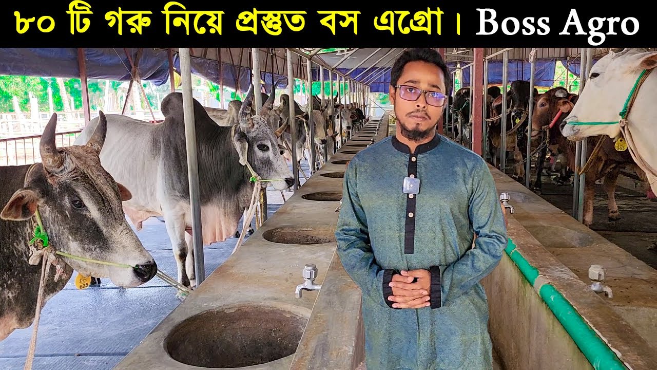 ২০২৫ কোরবানির ঈদে সুন্দর সুন্দর ৮০ টি গরু নিয়ে প্রস্তুত বস এগ্রো। Boss ...
