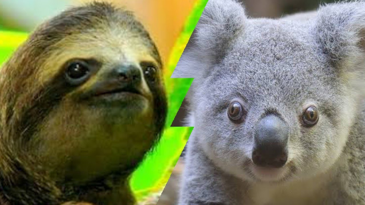 SLOTH VS KOALA - YouTube