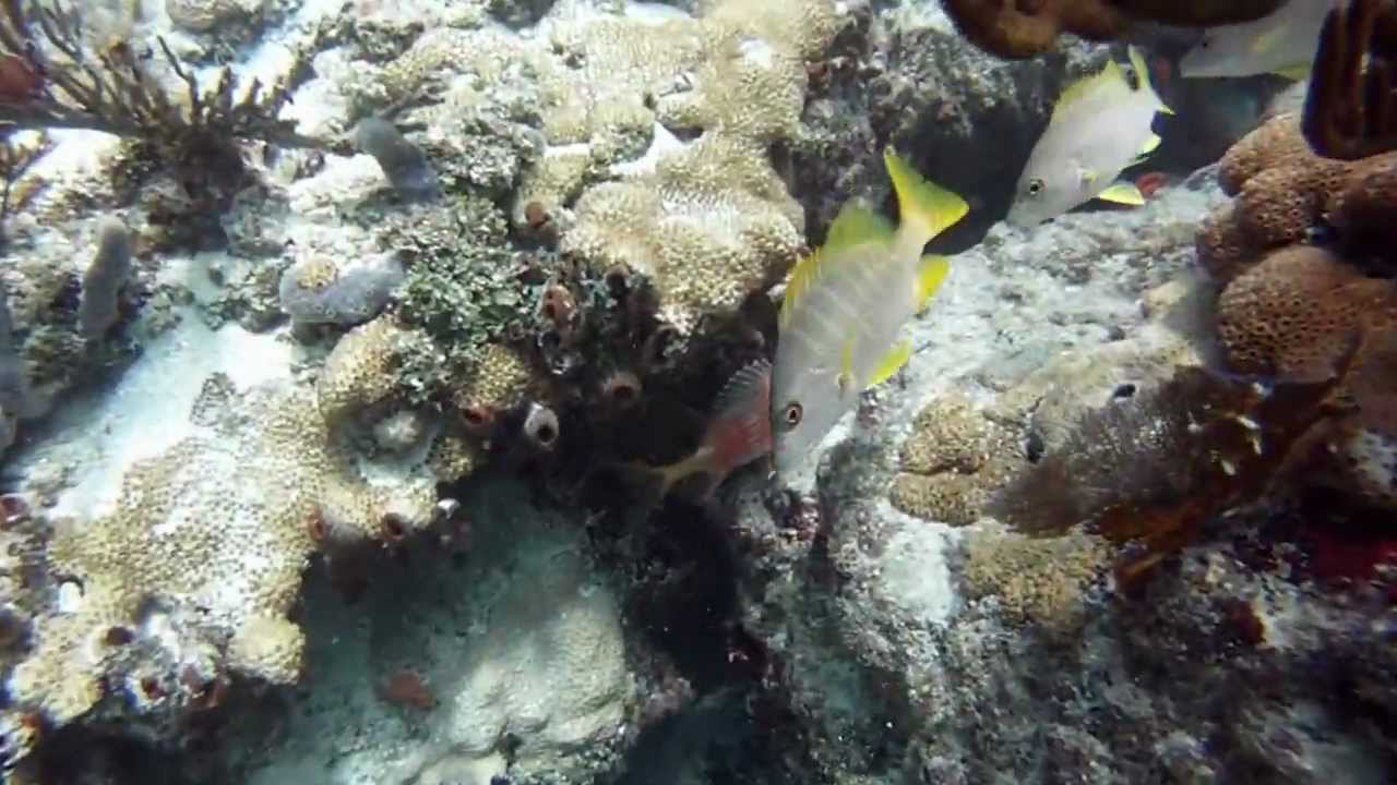 Diving Sombrero Reef 7-4-2012 - YouTube