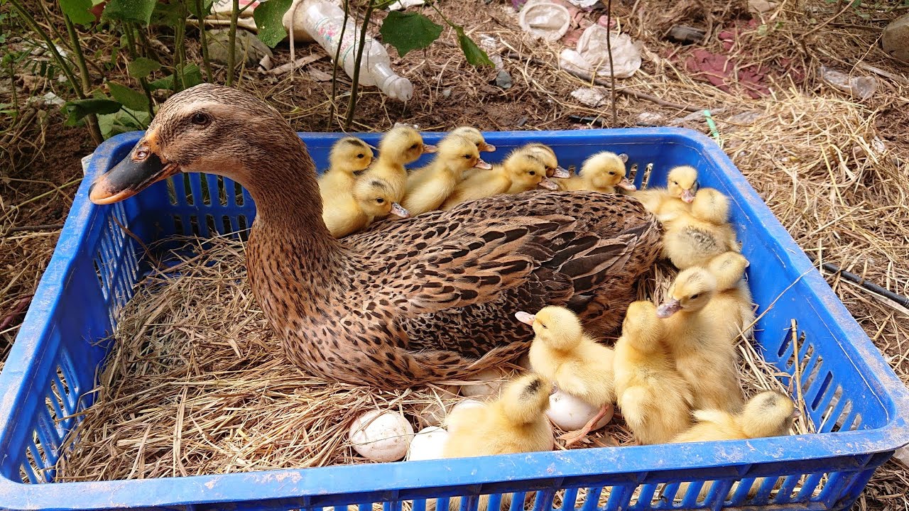 Amazing Pekin 35New Duckling Hatching From Eggs _ New Baby Duck after ...