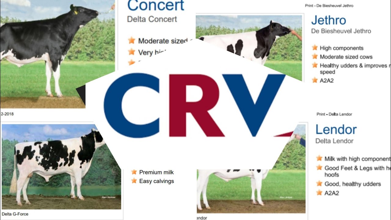LATEST CRV HF BULLS 2023🐄PRICE LIST🐄DFA HARYANA🐄#dairyfarm #hfbull # ...