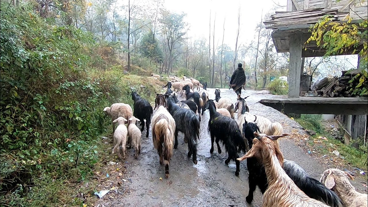 bakarwal people in rain days in Kashmir || Gujjar Bakarwal in Kashmir ...