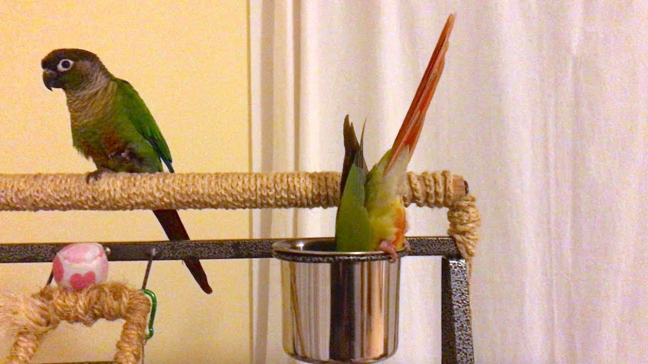 Vertical Bird! (2019-02-22) - YouTube