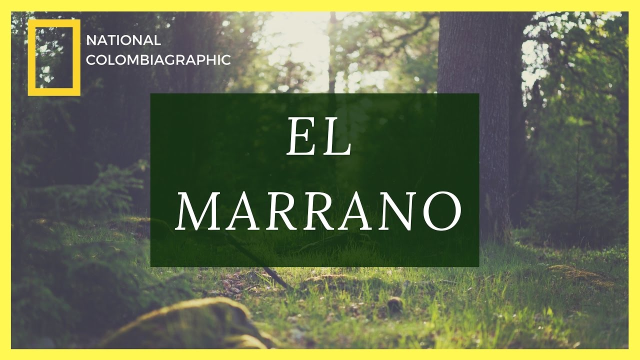 What's a marrano in Colombia | Learn colombian slang words - YouTube