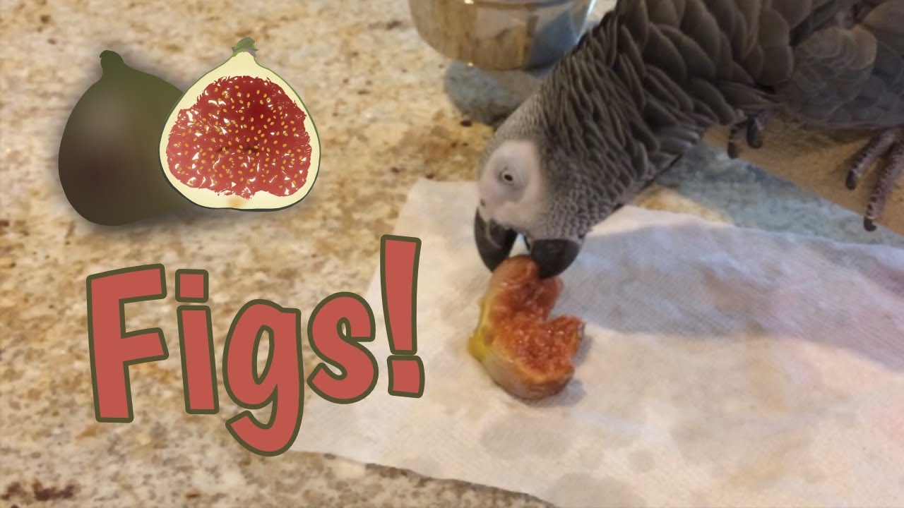 Einstein parrot eats a yummy fig for the first time - YouTube