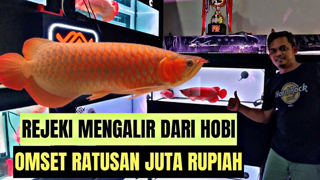 REJEKI MENGALIR DARI USAHA ARWANA SUPER RED OMSET SAMPAI 170 JUTA rejeki-mengalir-dari-usaha-arwana-super-red-omset-sampai-170-juta